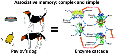 A bioinspired associative memory system based on enzymatic cascades ...
