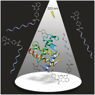 Light induced DNA–protein conjugation - Chemical Communications (RSC ...