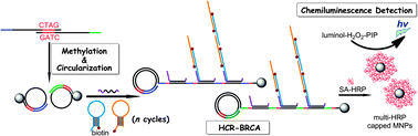Hybridization chain reaction-based branched rolling circle ...