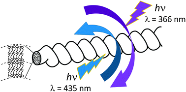 Macroscopic motion of supramolecular assemblies actuated by ...