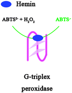 The G-triplex DNA could function as a new variety of DNA peroxidase ...