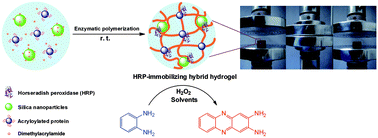 HRP-mediated polymerization forms tough nanocomposite hydrogels with ...