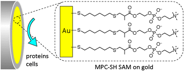 Thiolated 2-methacryloyloxyethyl phosphorylcholine for an antifouling ...