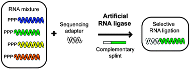 Universal labeling of 5′-triphosphate RNAs by artificial RNA ligase ...
