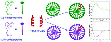 Deracemization and the first CD spectrum of a 310-helical peptide made ...
