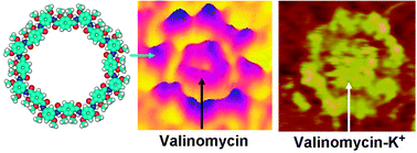 Single-molecule observation of the K+-induced switching of valinomycin ...