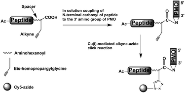Development of a general methodology for labelling peptide–morpholino ...