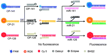 DNA strand-displacement-induced fluorescence enhancement for highly ...