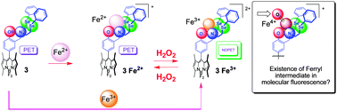 Fluorescence probing of the ferric Fenton reaction via novel chelation ...