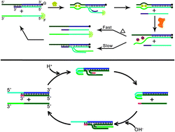 Reversion of DNA strand displacement using functional nucleic acids as ...