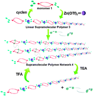 A stimuli-responsive orthogonal supramolecular polymer network formed ...