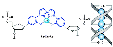 Synthesis and properties of a Cu(ii) complexing pyrazole ligandoside in ...