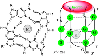 Functional isoDNA aptamers: modified thrombin binding aptamers with a 2 ...