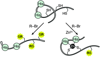 The ββα fold of zinc finger proteins as a “natural” protecting group ...