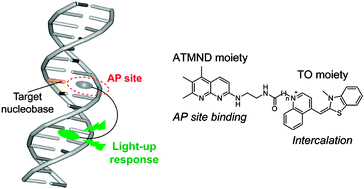 Abasic site-binding ligands conjugated with cyanine dyes for “off–on” fluorescence sensing of ...