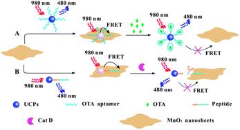 An MnO2 nanosheet as a label-free nanoplatform for homogeneous ...