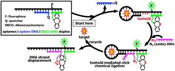 Enzyme-free fluorescent-amplified aptasensors based on target ...
