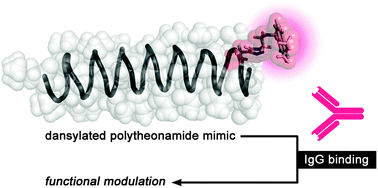 Antibody-mediated functional control of a dansylated polytheonamide ...