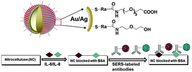 Femtogram detection of cytokines in a direct dot-blot assay using SERS ...