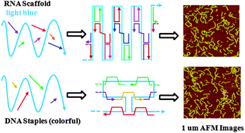 Periodical assembly of repetitive RNA sequences synthesized by rolling ...