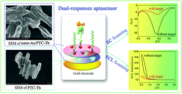Dual-responses for electrochemical and electrochemiluminescent ...