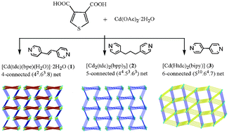 Bis(pyridyl) ancillary ligands modulated uninodal 4-, 5- and 6-connected Cd(ii) coordination ...
