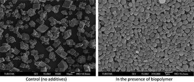 Investigation of calcium carbonate precipitation in the presence of ...