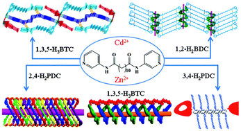Structure-directing roles of auxiliary polycarboxylate ligands in the formation of Zn(ii) and Cd ...