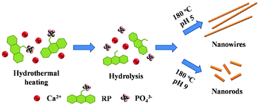 Hydrothermal Reaction Hydrothermal Preparation Of CS@MnO2 With