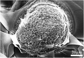 Crystal growth-induced reconfiguration of the biopolymer framework in ...