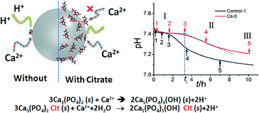Stabilizing amorphous calcium phosphate phase by citrate adsorption - CrystEngComm (RSC Publishing)