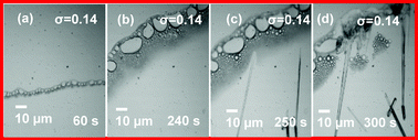 Investigation of the effect of liquid–liquid phase separation (LLPS) on ...
