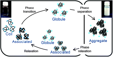 The whole process of phase transition and relaxation of poly(N ...
