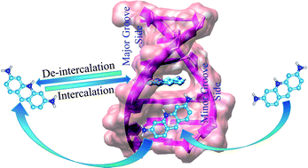 Intercalation and de-intercalation pathway of proflavine through the ...