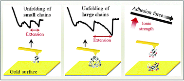 Plant protein interactions studied using AFM force spectroscopy ...