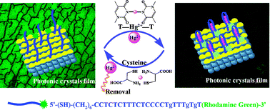 Highly sensitive, selective and reusable mercury(ii) ion sensor based ...