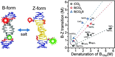 Z-DNA stabilization is dominated by the Hofmeister effect - Physical ...