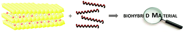 Synthesis and characterization of poly-l-leucine initialized and ...