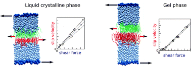 Interleaflet sliding in lipidic bilayers under shear flow: comparison ...
