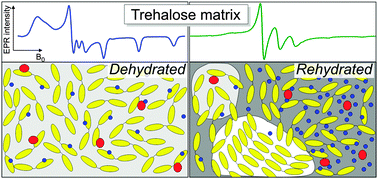 Structural and dynamical characteristics of trehalose and sucrose ...