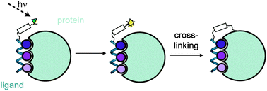 Photo-induced covalent cross-linking for the analysis of biomolecular ...