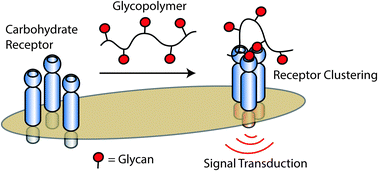 Sensory Transduction