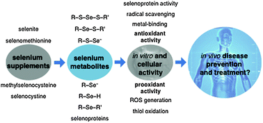 Which form is that? The importance of selenium speciation and ...