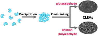 Preparation of β-mannanase CLEAs using macromolecular cross-linkers ...