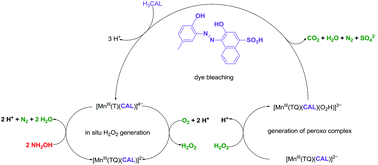Kinetics and mechanism of the manganese(ii) catalysed Calmagite dye ...