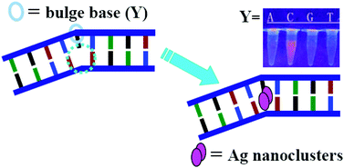 Specific recognition of DNA bulge sites by in situ grown fluorescent Ag ...