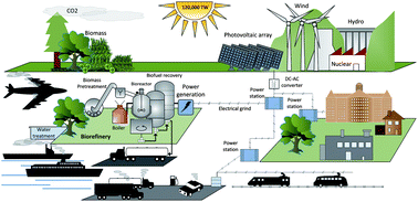 The role of biofuels in the future energy supply - Energy ...