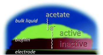 Metabolic spatial variability in electrode-respiring Geobacter ...