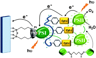 Cytochrome c-coupled photosystem I and photosystem II (PSI/PSII) photo ...