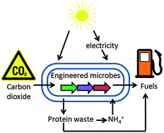 Biological conversion of carbon dioxide to photosynthetic fuels and ...